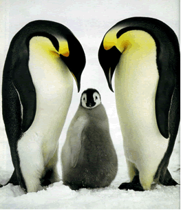 Animal mysteries: PINGUINOS